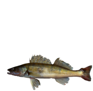 Zander - Kaiserzander